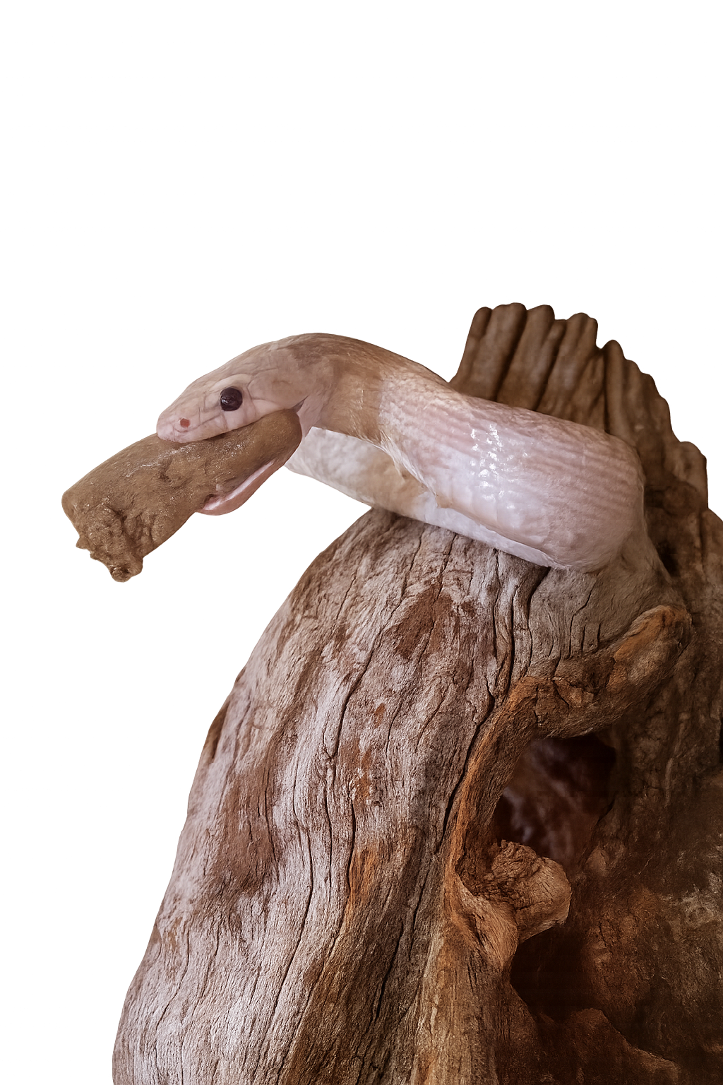 Shelf-Stable Snake Food | Good Reptiles